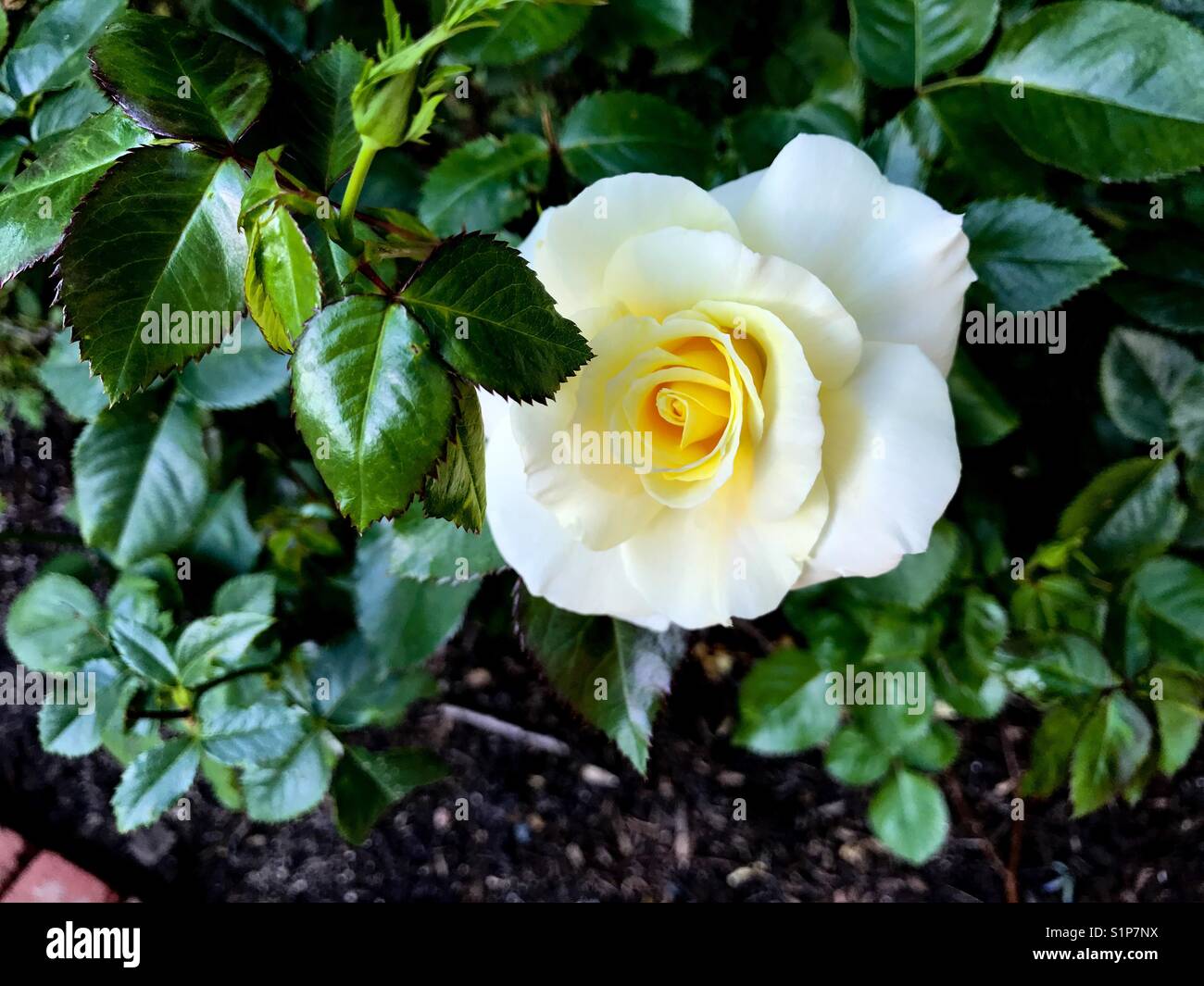 White rose with greenery Stock Photo - Alamy