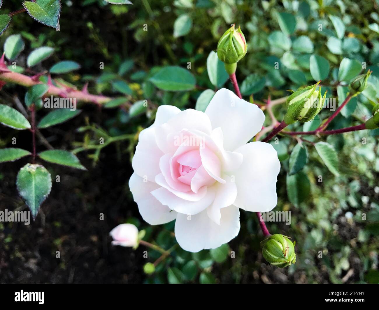 White rose with buds Stock Photo - Alamy