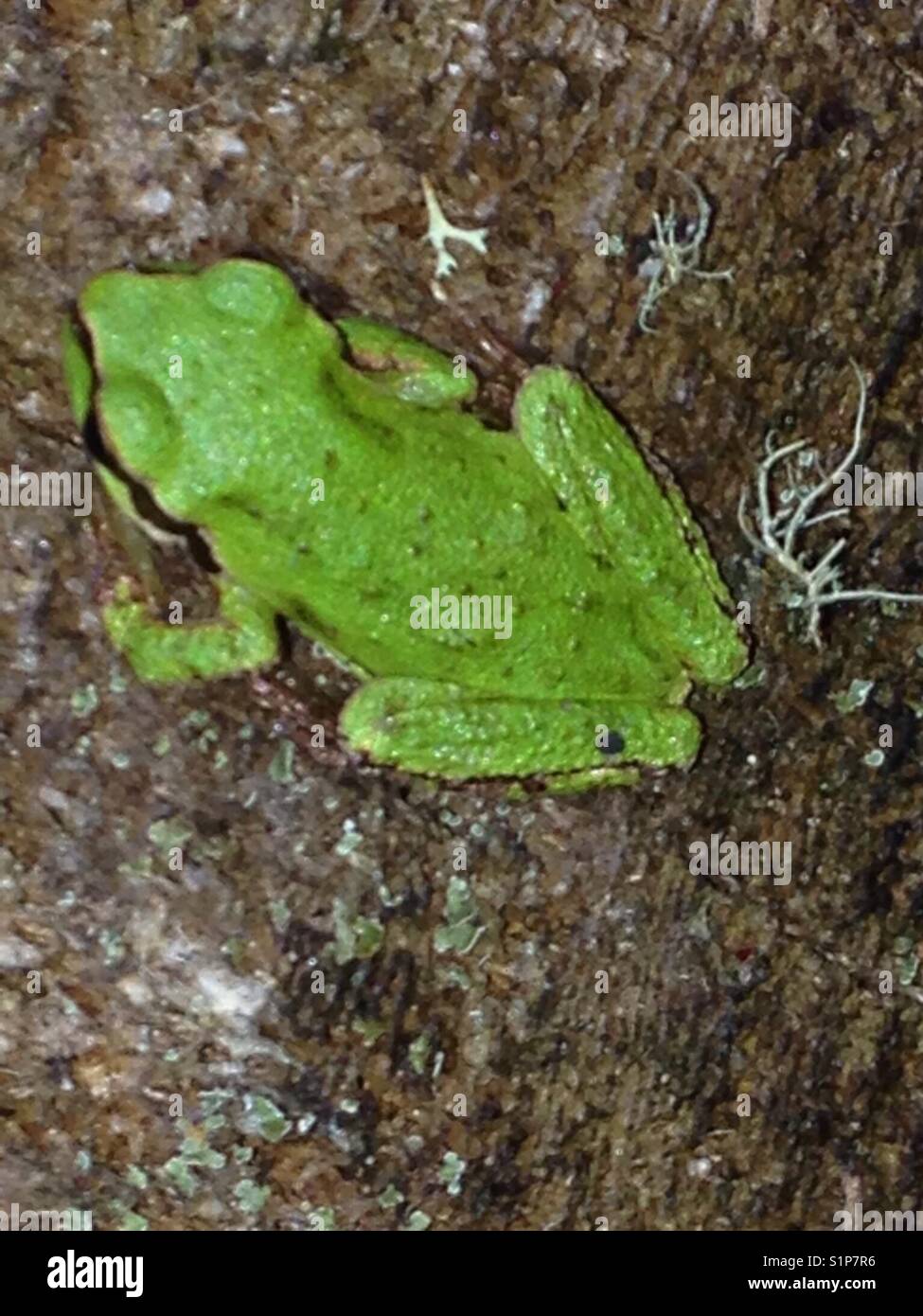 Frog toad green hi-res stock photography and images - Alamy