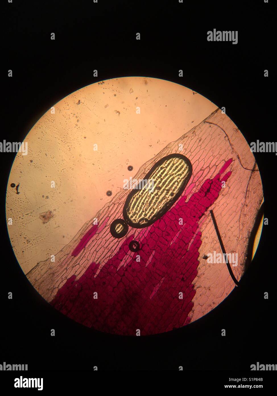 Red onion through a microscope Stock Photo - Alamy