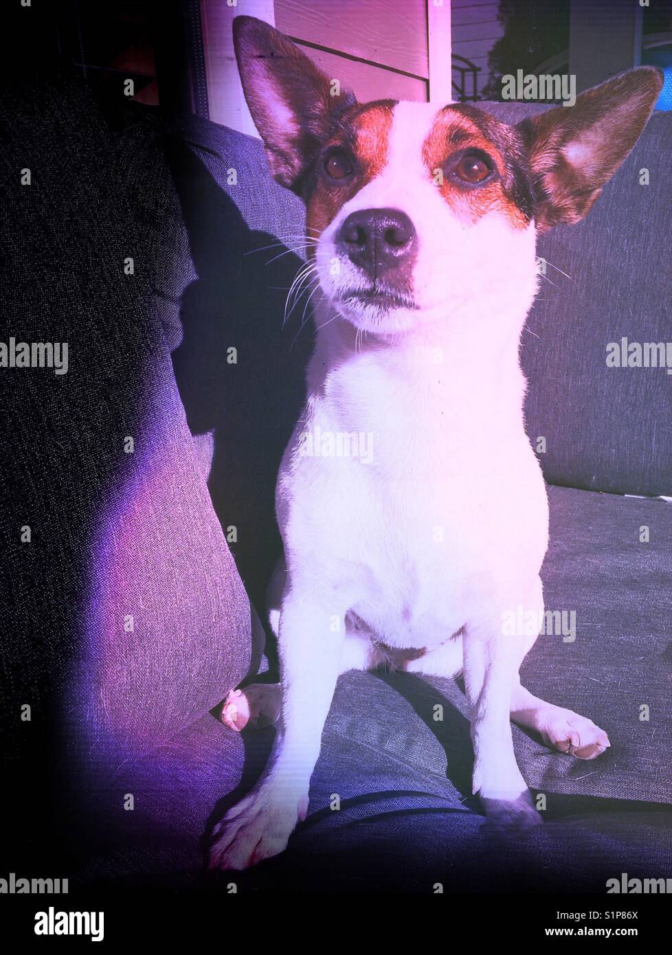 Serious looking dog hi-res stock photography and images - Alamy