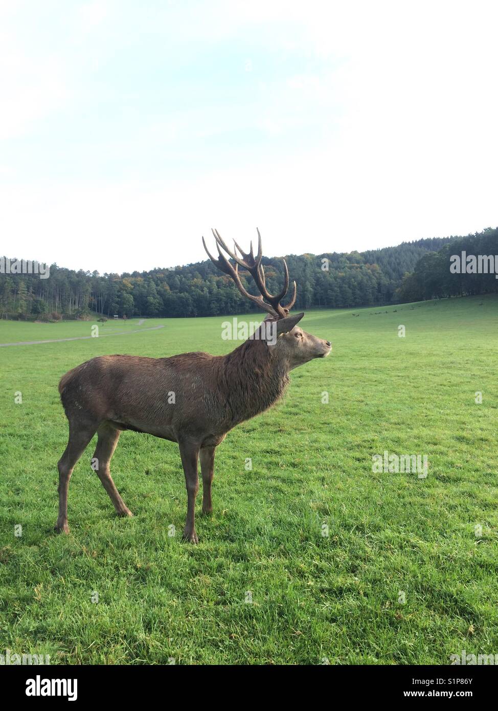 Stag trophy hi-res stock photography and images - Alamy