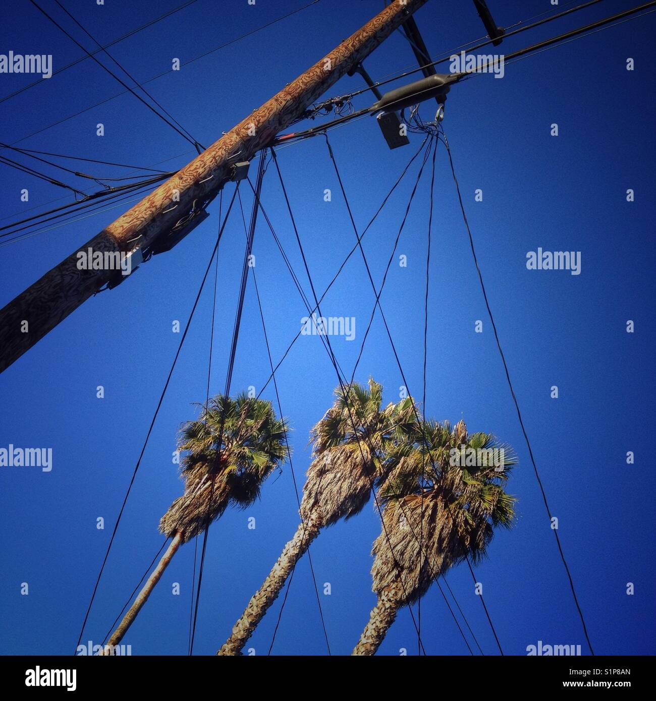 Berkeley california trees hi-res stock photography and images - Alamy