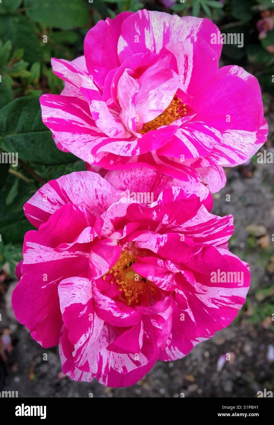 Two tone pink roses Stock Photo - Alamy