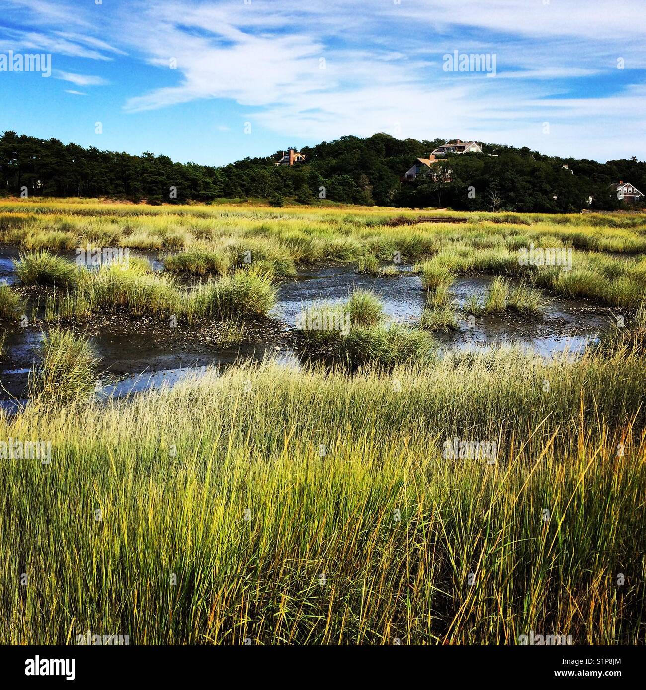 Wetlands in Wellfleet, Cape Cod, Massachusetts, United States Stock ...