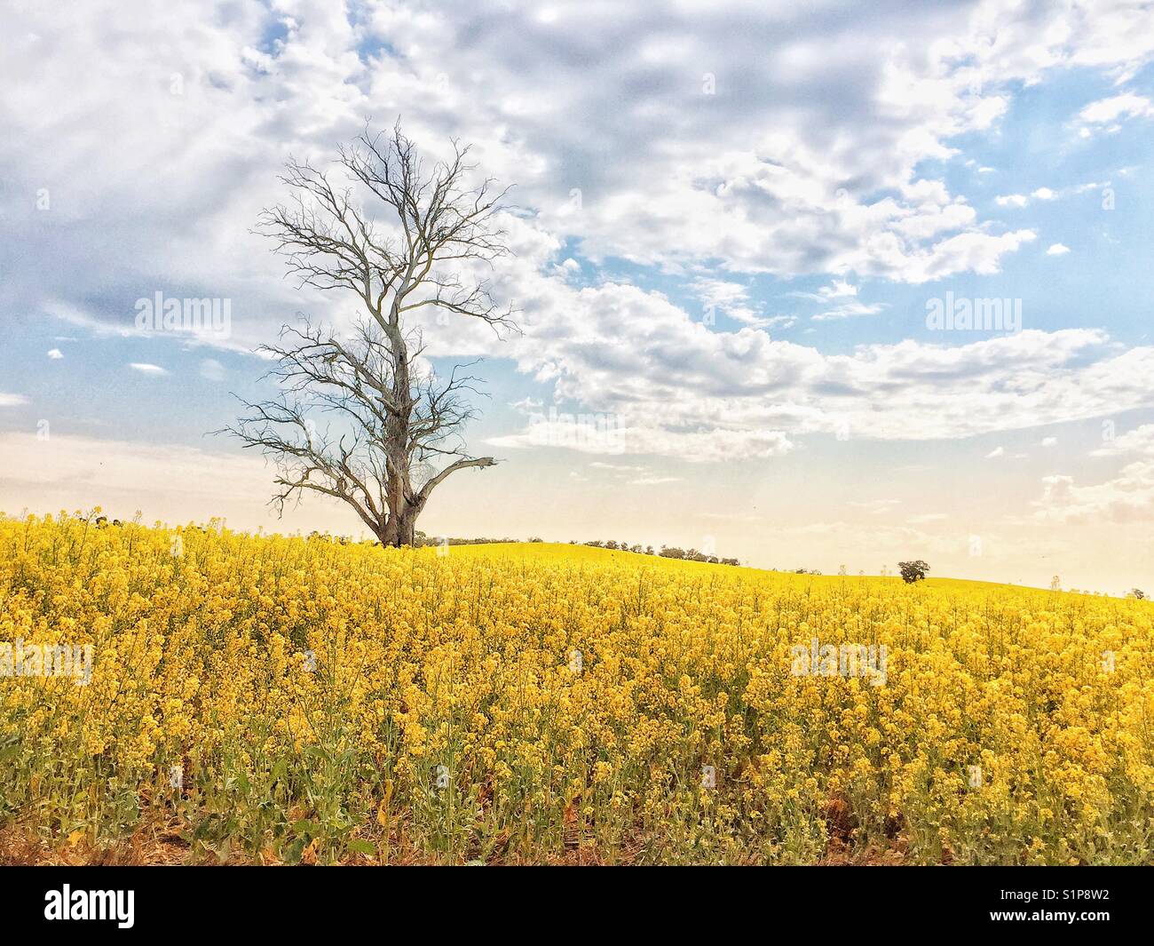 Junee farm hi-res stock photography and images - Alamy