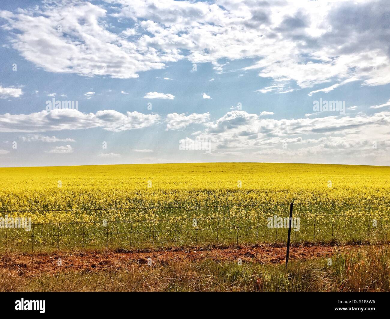 Field of canola along paddock fence in Australian countryside. Junee ...