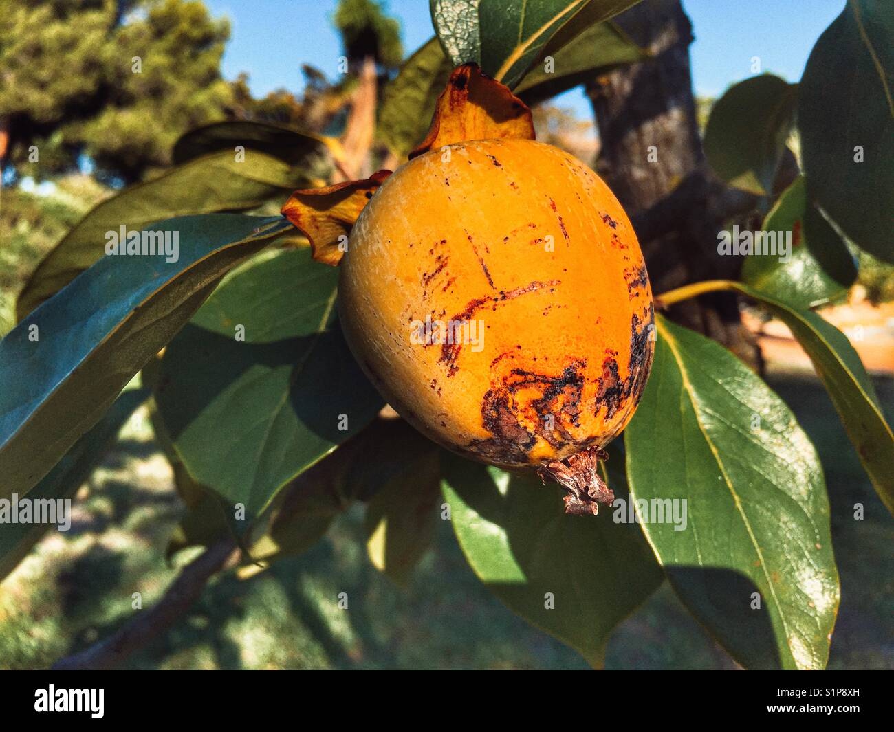 Persimmon tree diospyros kaki smartphone stock photos and images - Alamy