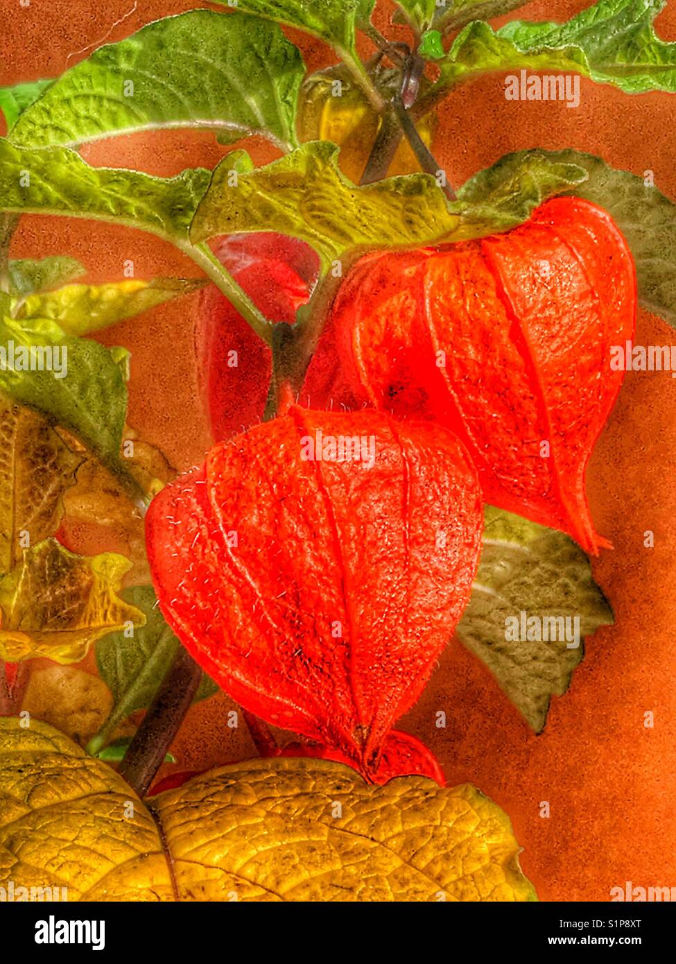 Physalis alkekengi, also known as Ornamental physalis, Chinese Lampion ...