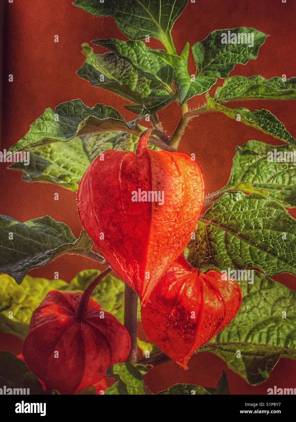 Physalis alkekengi, also known as Ornamental physalis, Chinese Lampion ...