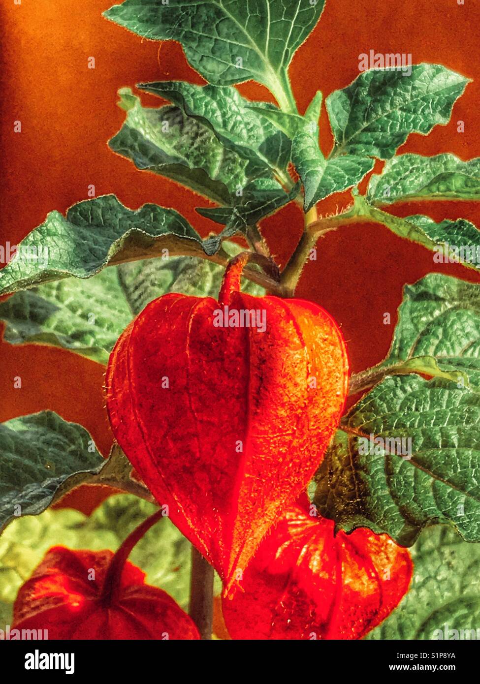 Physalis alkekengi, also known as Ornamental physalis, Chinese Lampion ...