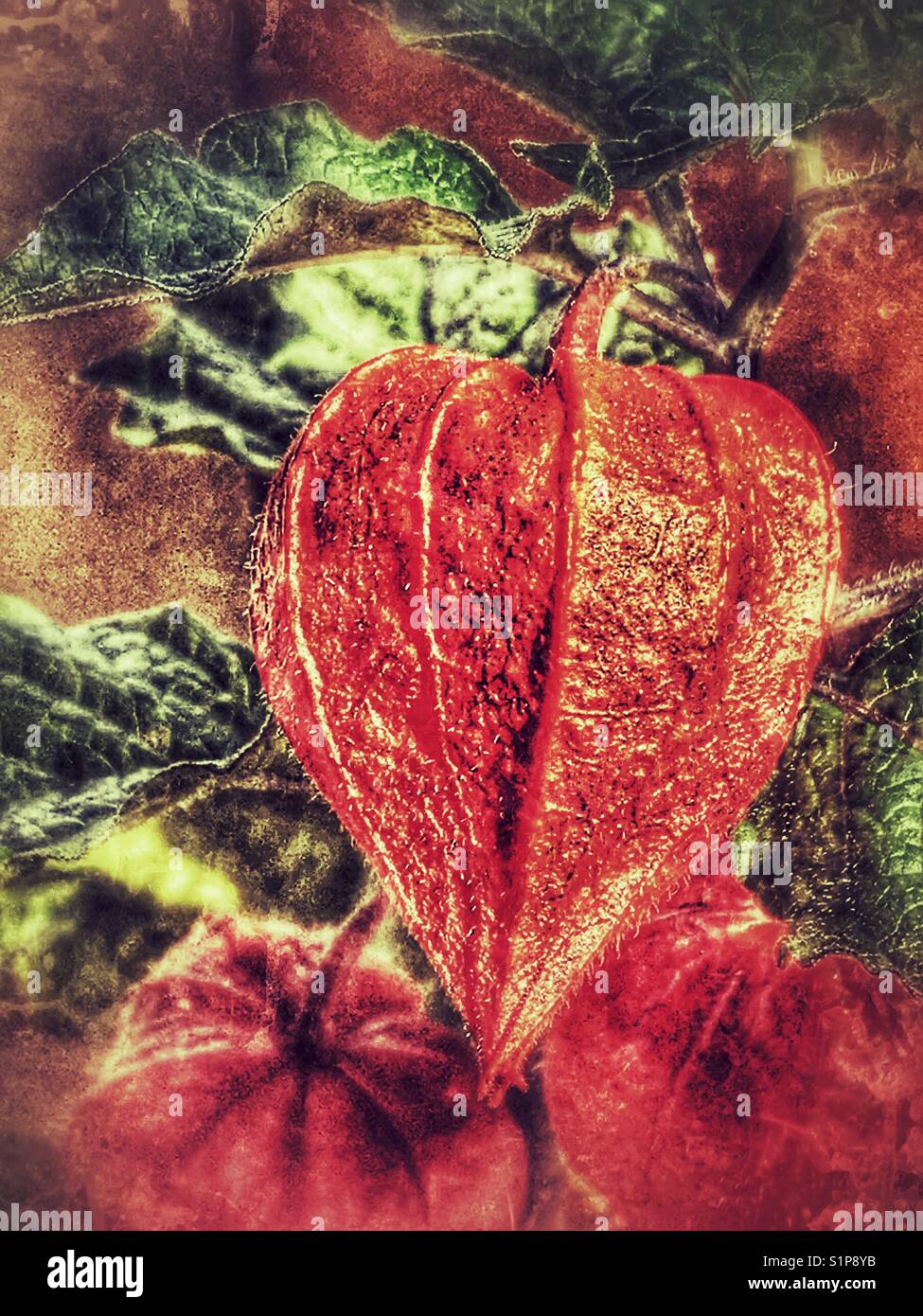 Physalis alkekengi, also known as Ornamental physalis, Chinese Lampion ...