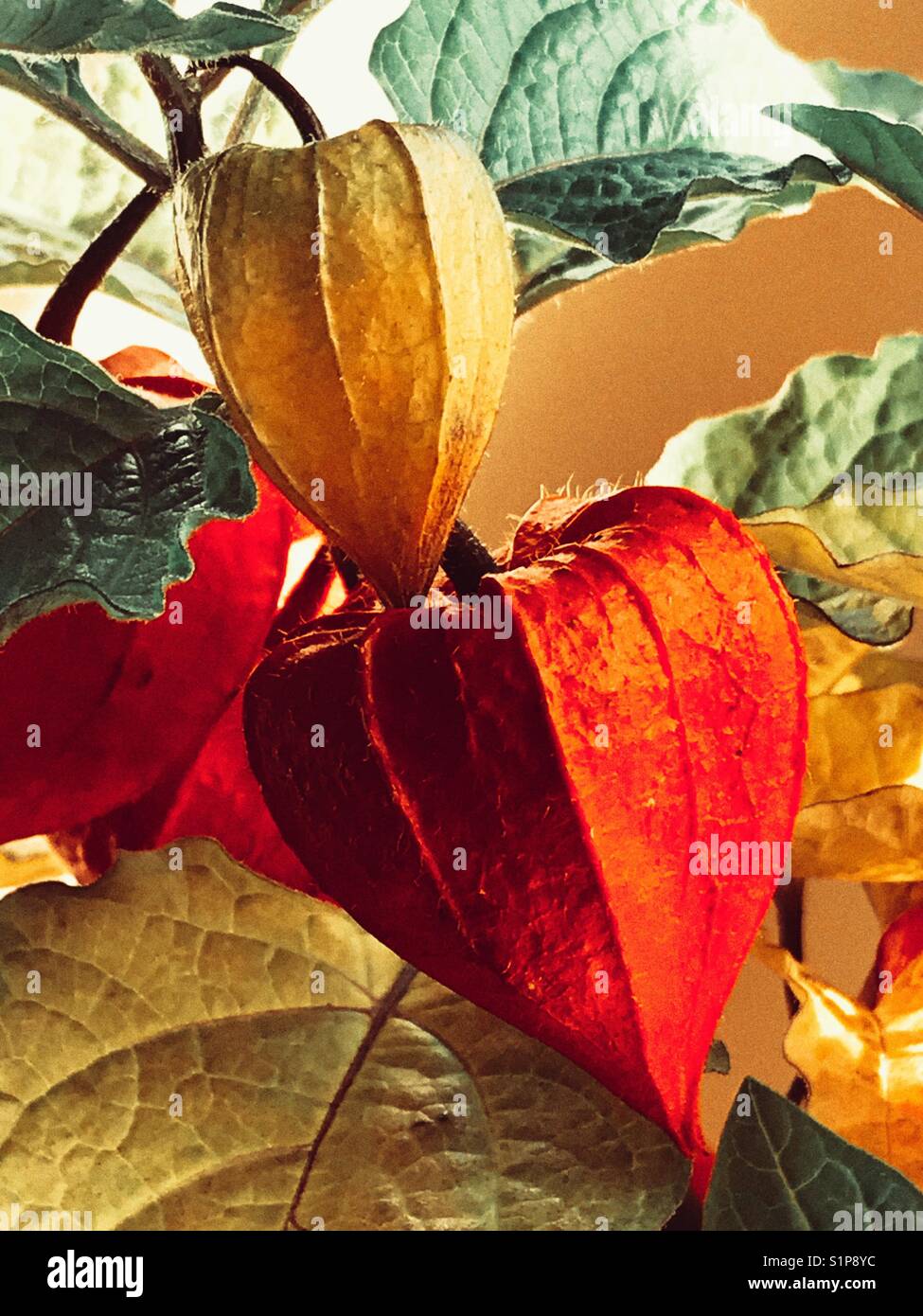 Physalis alkekengi, also known as Ornamental physalis, Chinese Lampion ...