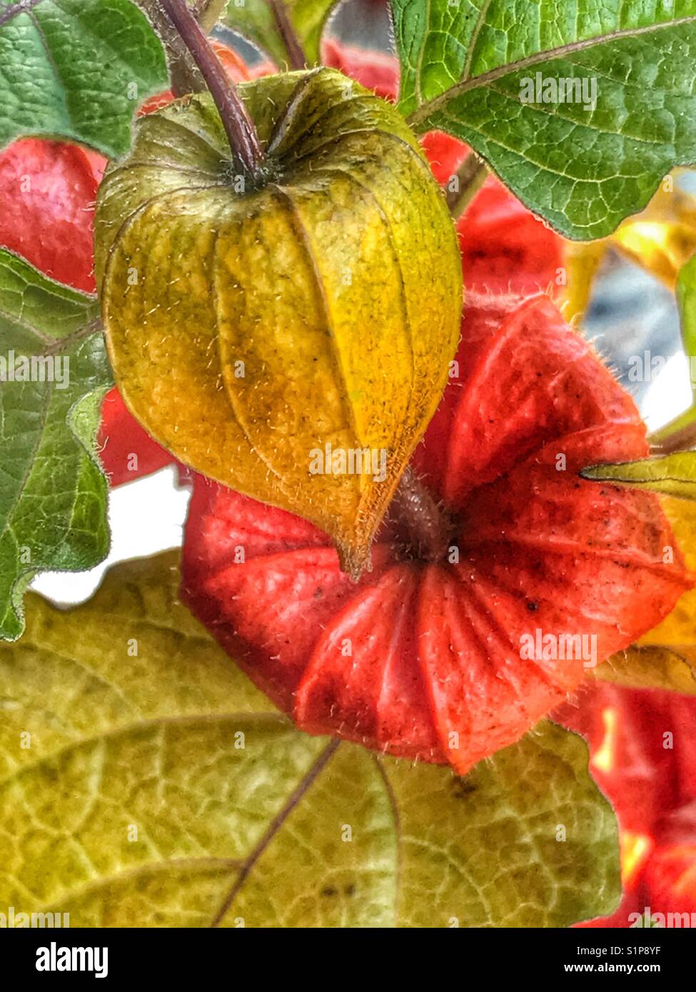 Physalis alkekengi, also known as Ornamental physalis, Chinese Lampion ...