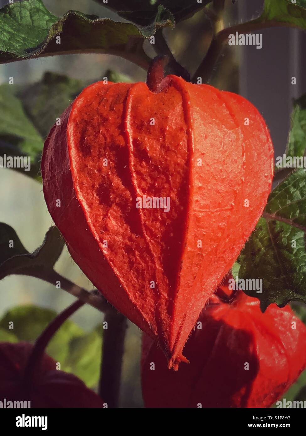 Physalis alkekengi, also known as Ornamental physalis, Chinese Lampion ...