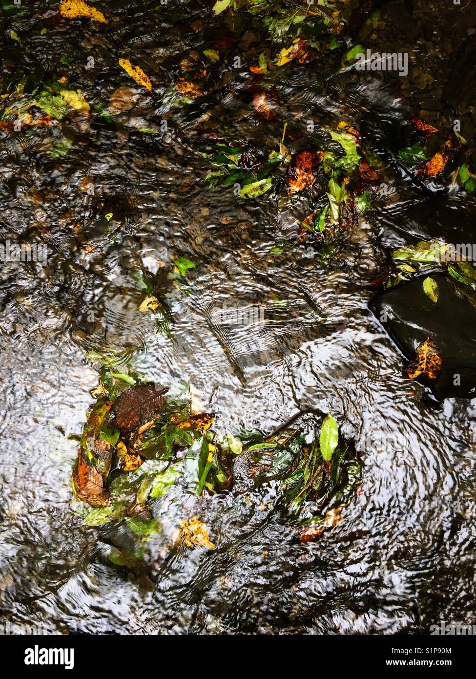 Leaves in a stream hi-res stock photography and images - Alamy