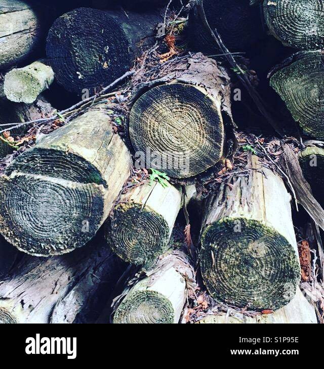 Rotten logs hi-res stock photography and images - Alamy