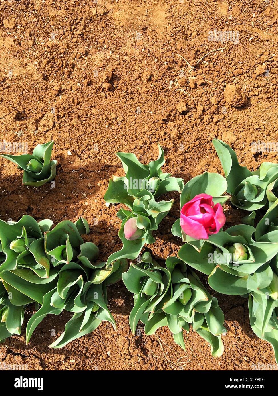 Floral contrast hi-res stock photography and images - Alamy