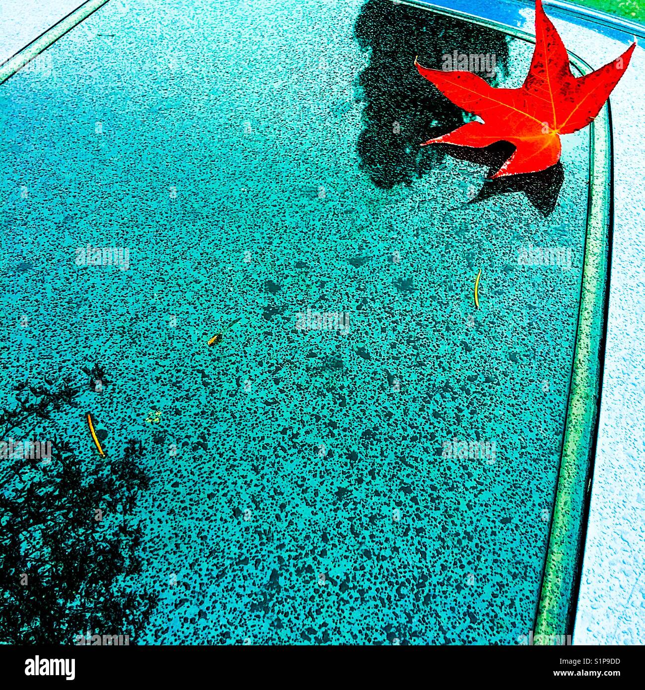 One red maple Leave Stock Photo - Alamy