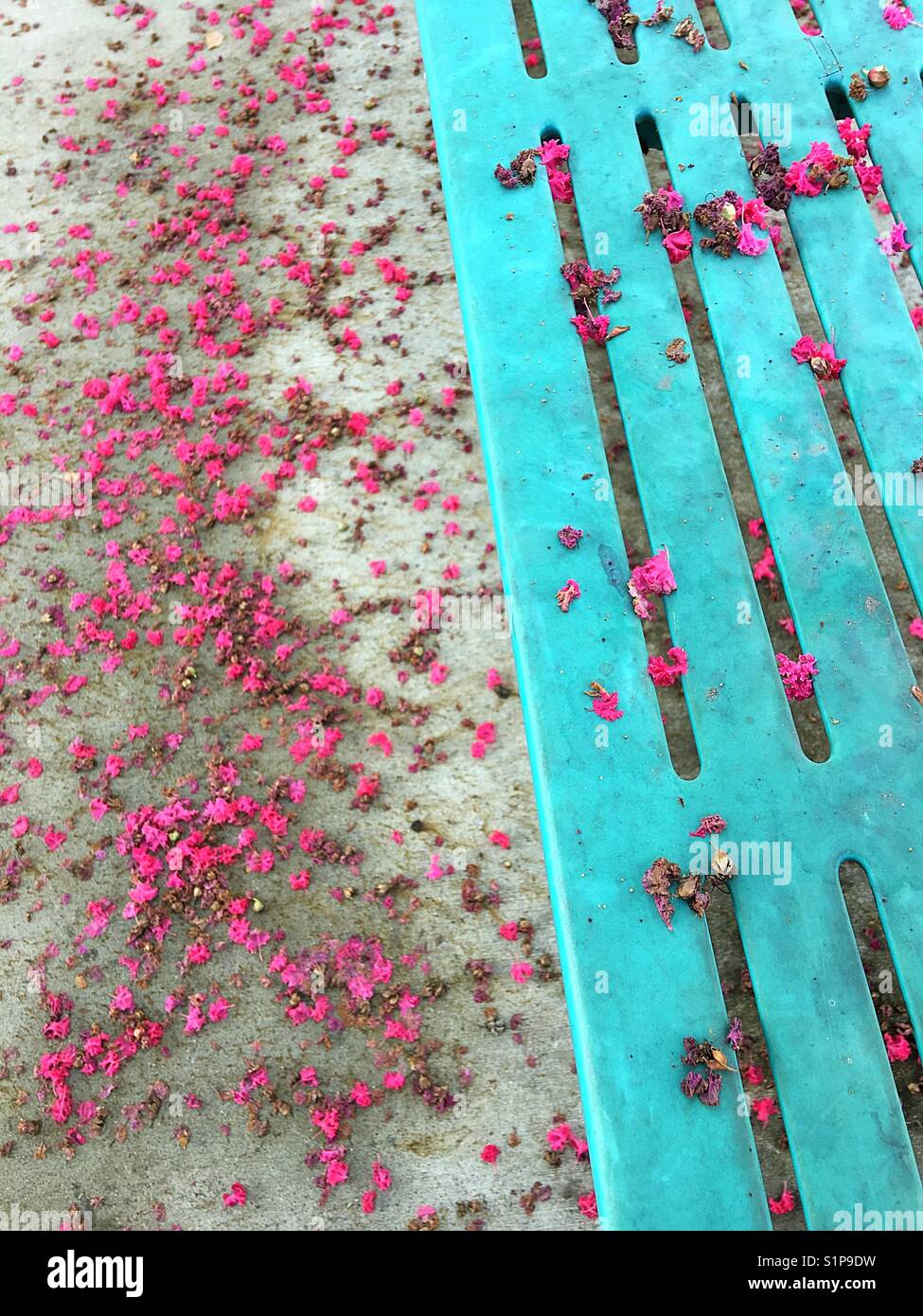 The song of Autumn pink flowers Stock Photo - Alamy