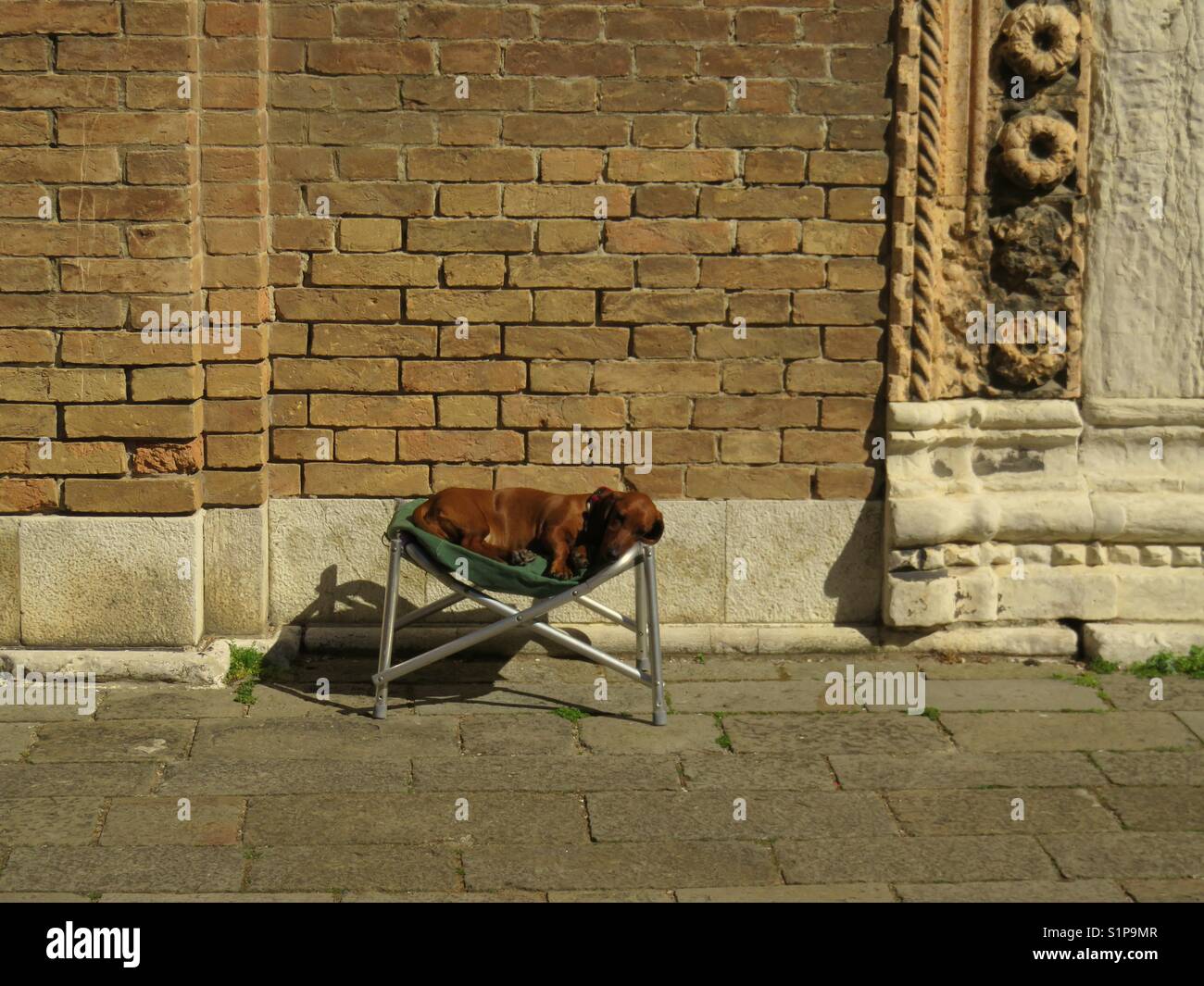 Chilling dog hi-res stock photography and images - Alamy