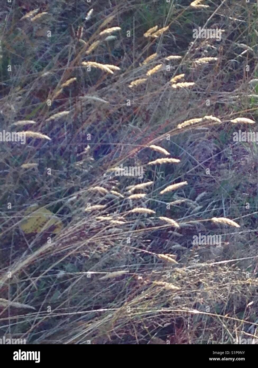 Grasses blowing in the wind hi-res stock photography and images - Alamy