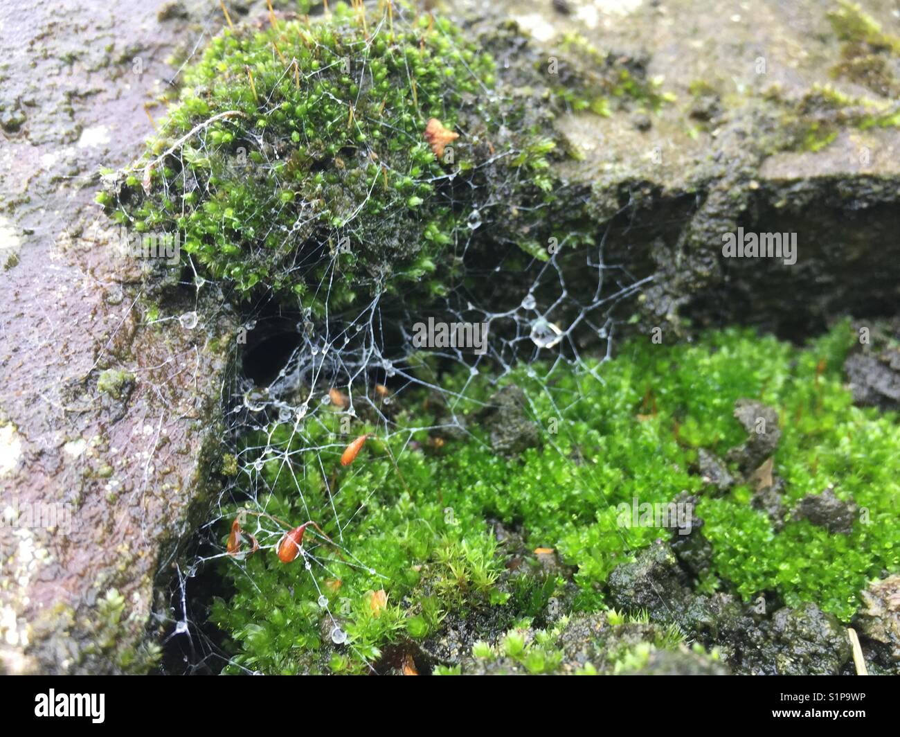 Moist moss hi-res stock photography and images - Alamy