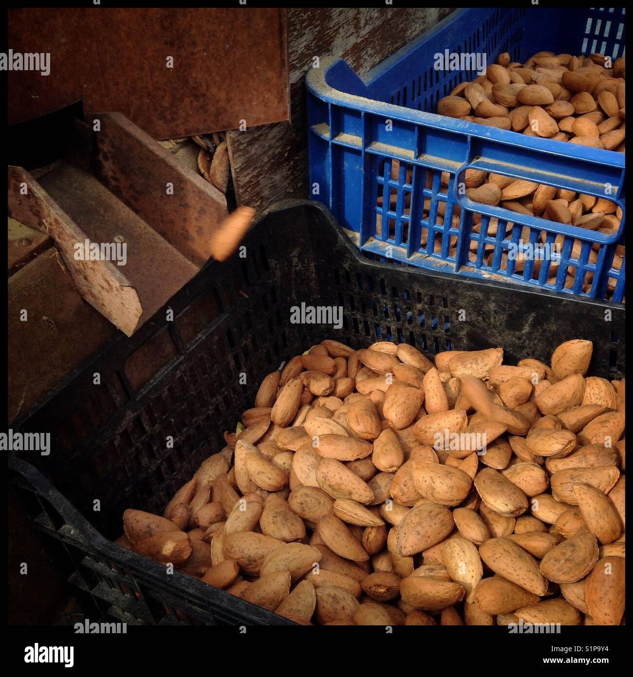 Grading/sorting and dehusking Llargueta almonds with an antique machine ...