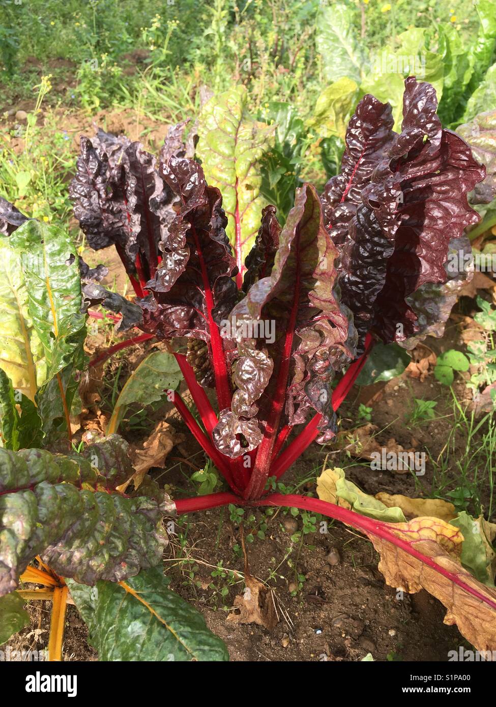 Mixed with crops hi-res stock photography and images - Alamy