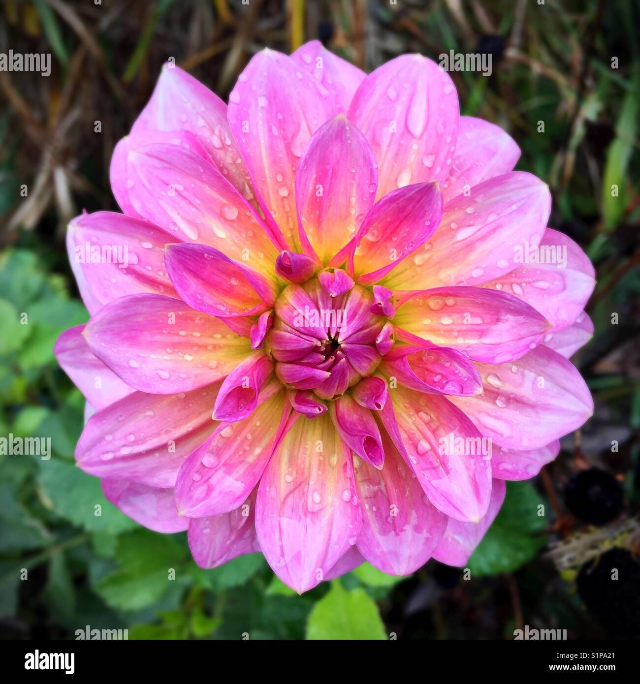 Pink drops hi-res stock photography and images - Alamy