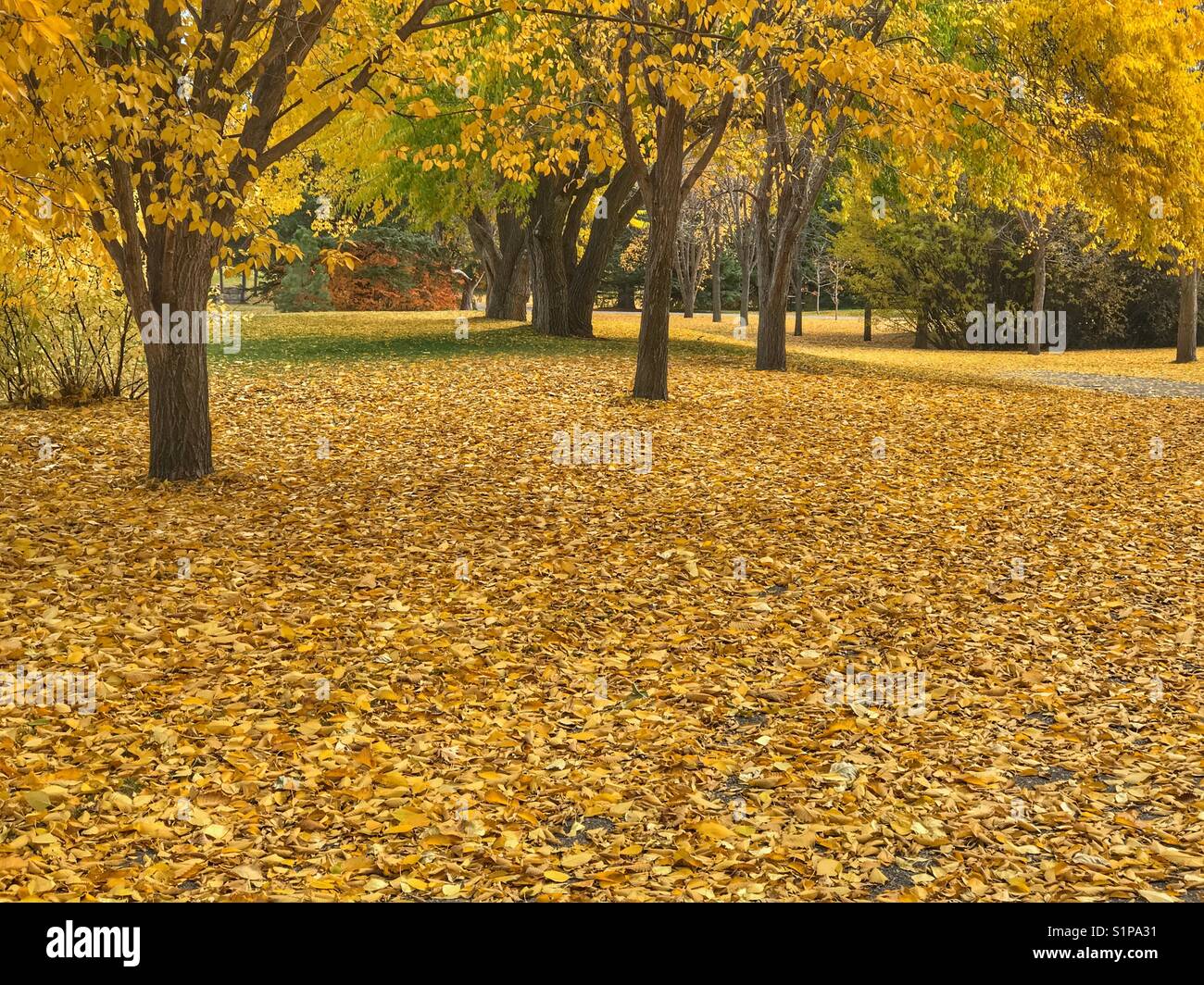 Baker park calgary hi-res stock photography and images - Alamy