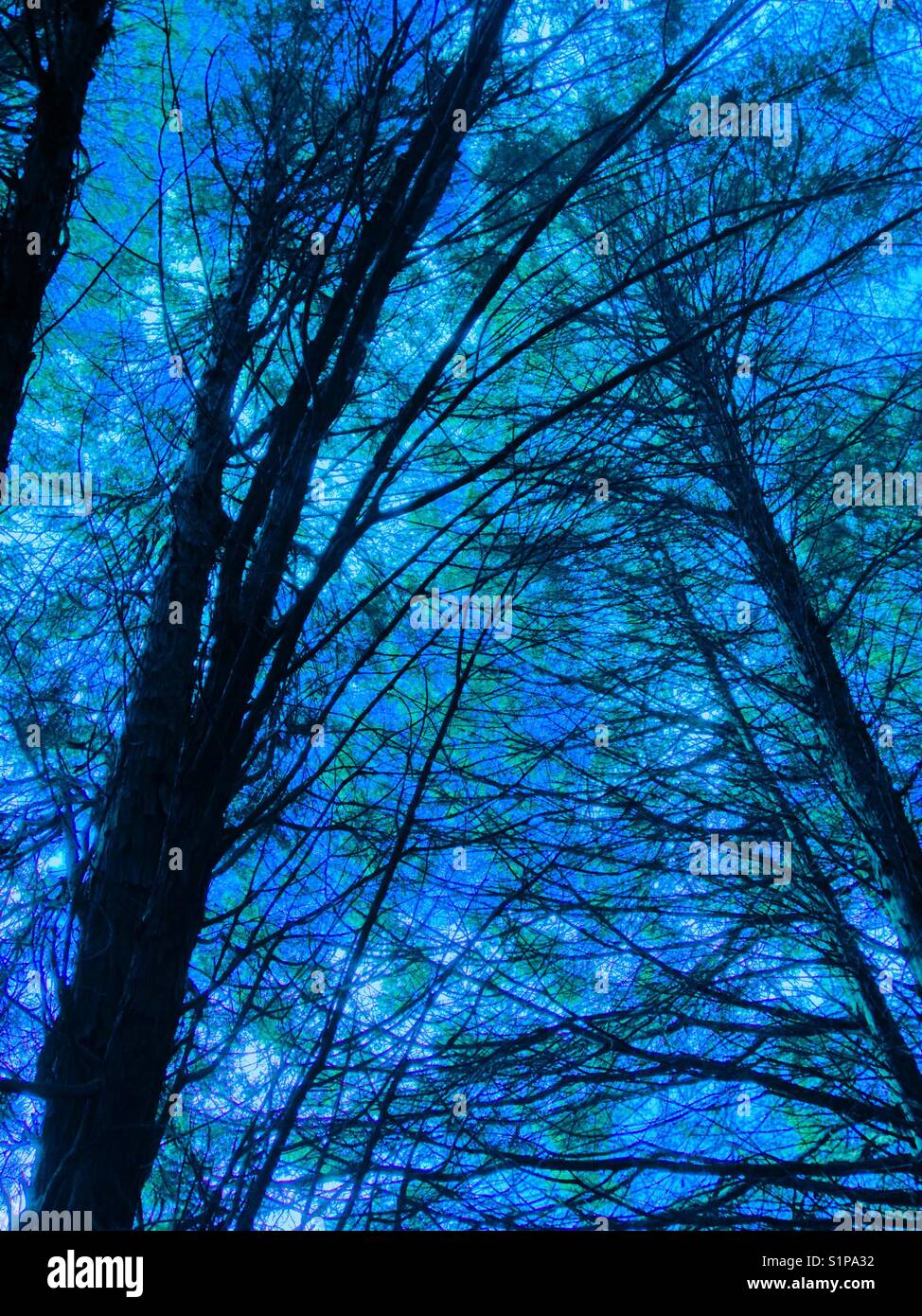Unnaturally blue sky behind tall pines Stock Photo - Alamy