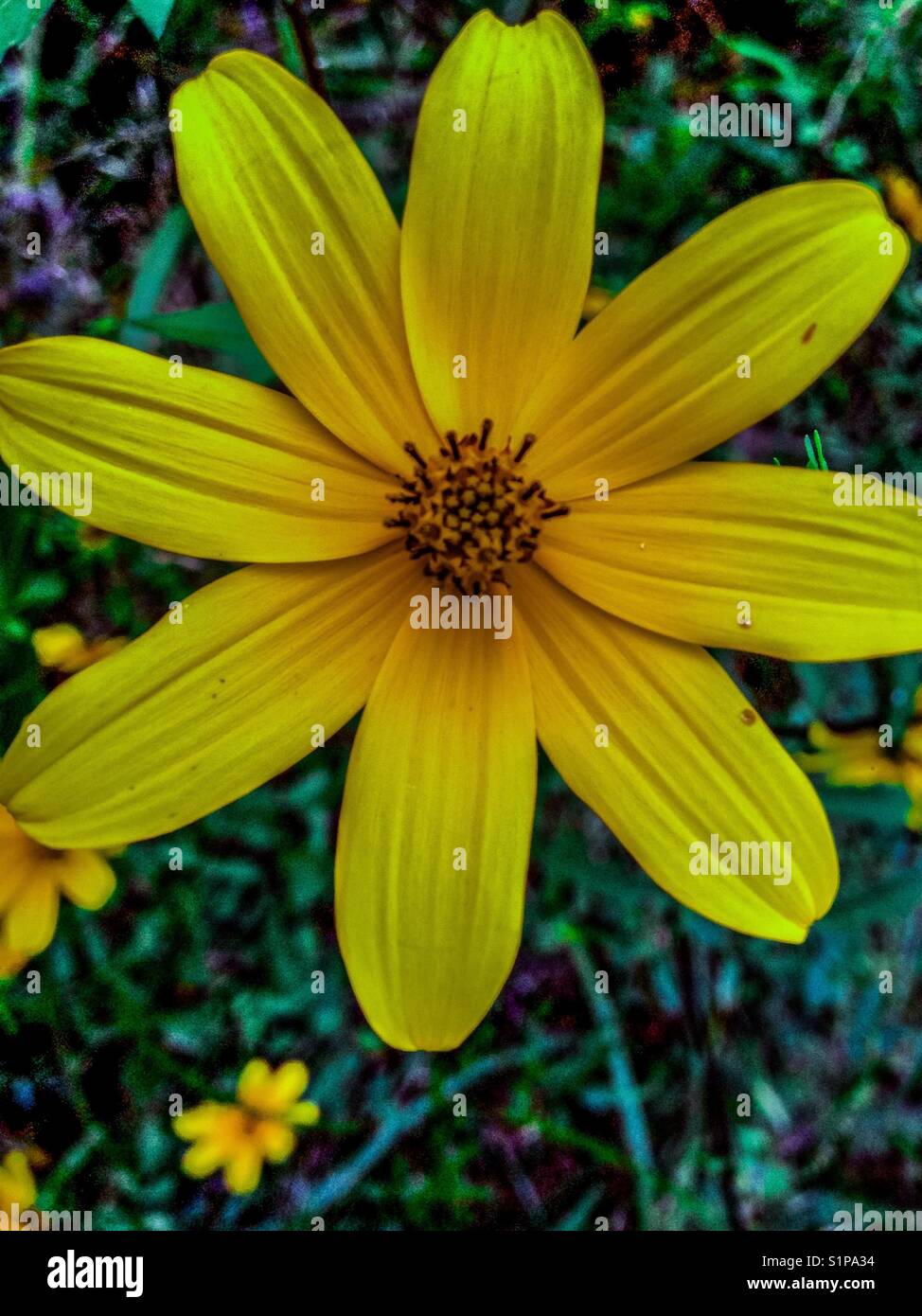 Wildflower texture hi-res stock photography and images - Alamy