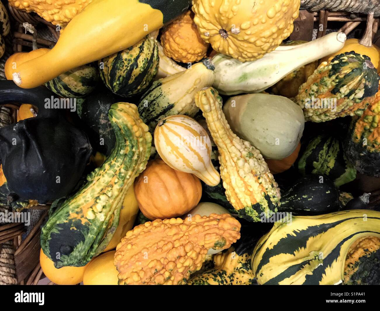 Fall squash assortment Stock Photo - Alamy