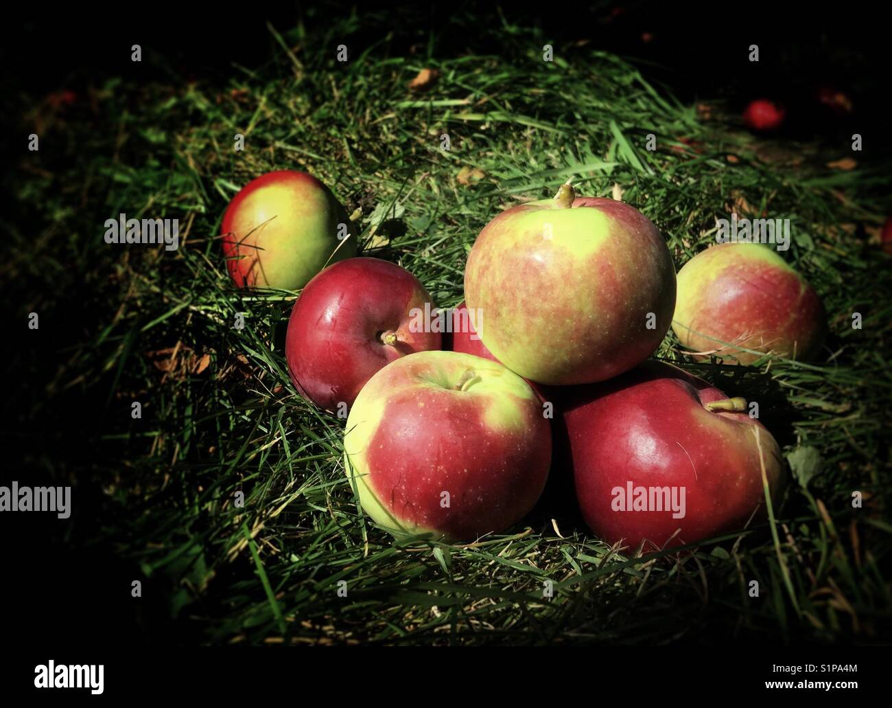 Apple pile hi-res stock photography and images - Alamy