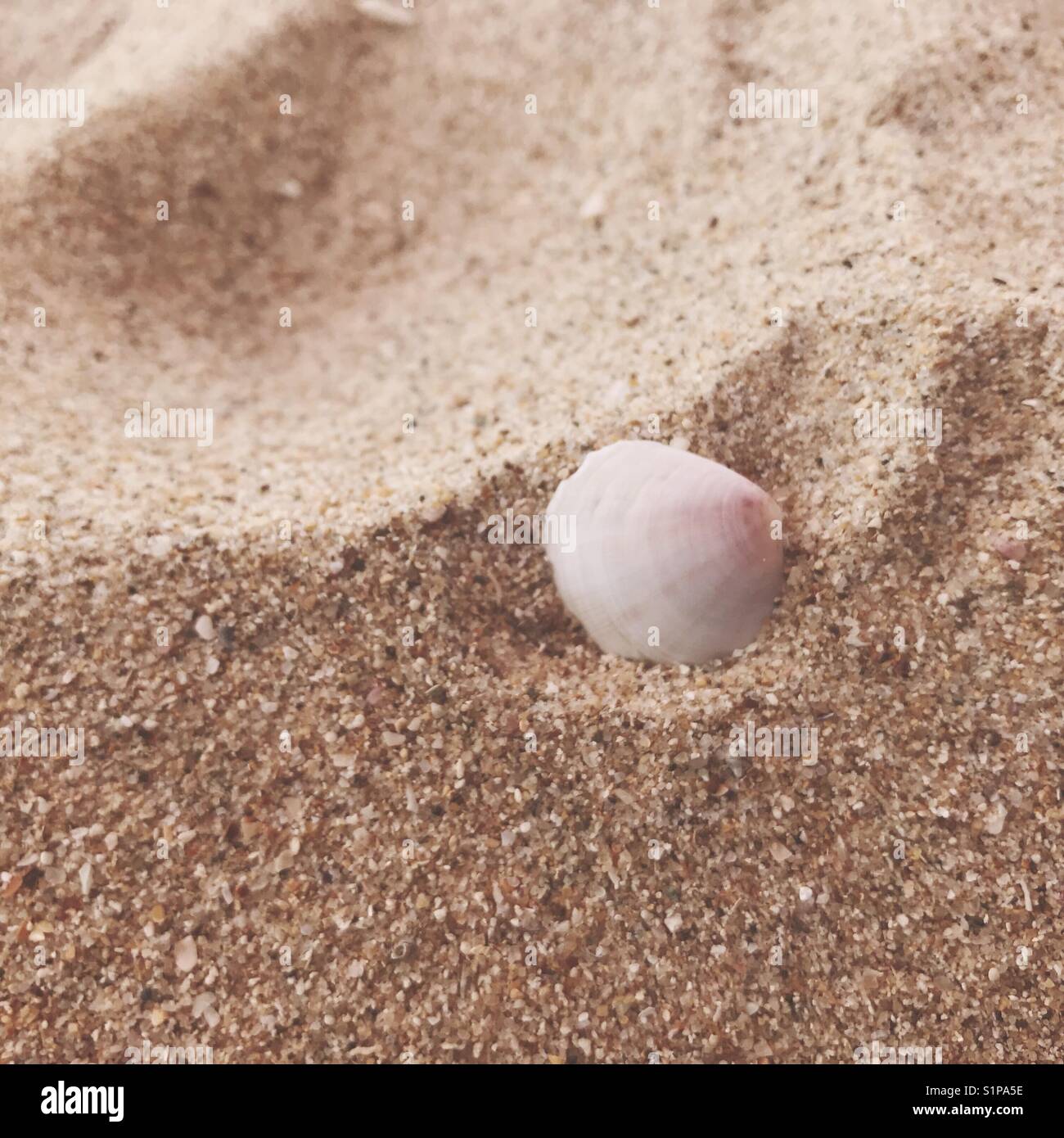 Seashell in sand Stock Photo - Alamy