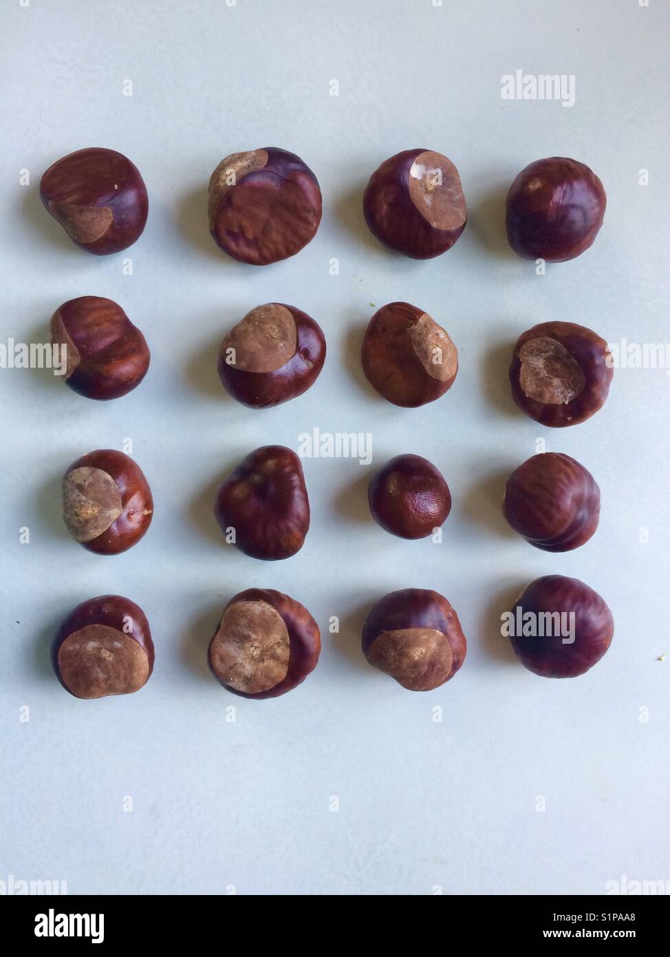 How to play conkers hi-res stock photography and images - Alamy