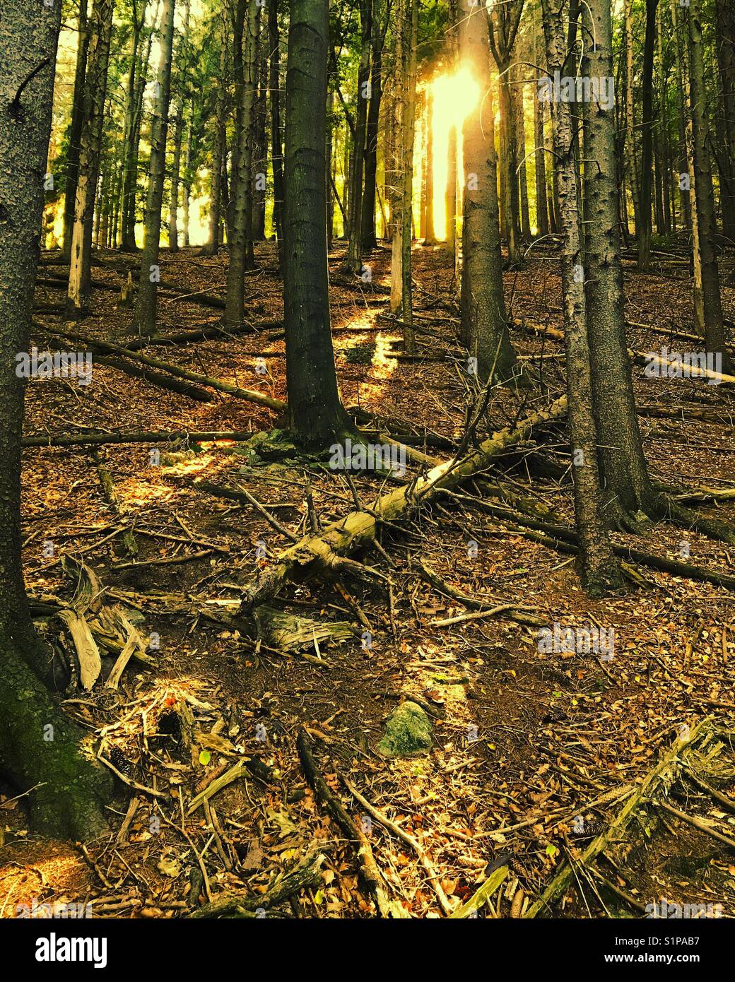 Sunset into the woods hi-res stock photography and images - Alamy