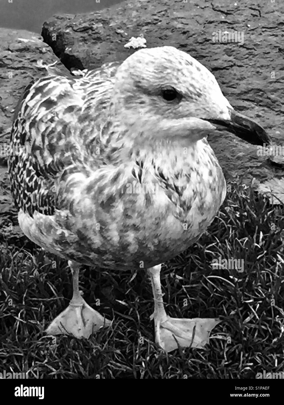 Baby seagull hi-res stock photography and images - Alamy