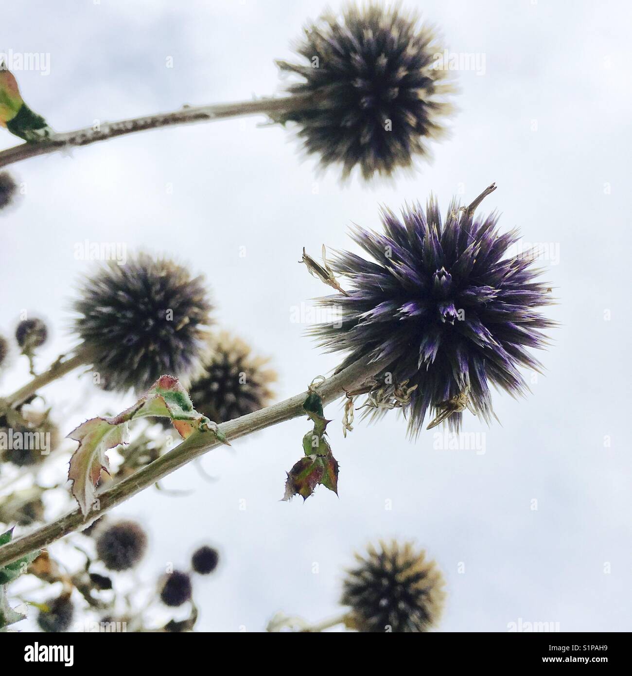 Ornamental blue thistle Stock Photo - Alamy