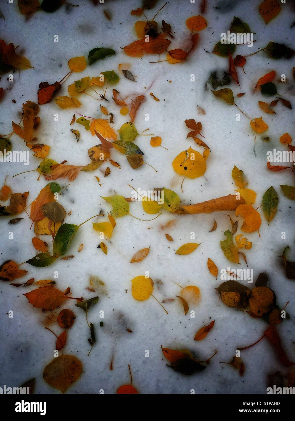 Freshly fallen leaves hi-res stock photography and images - Alamy