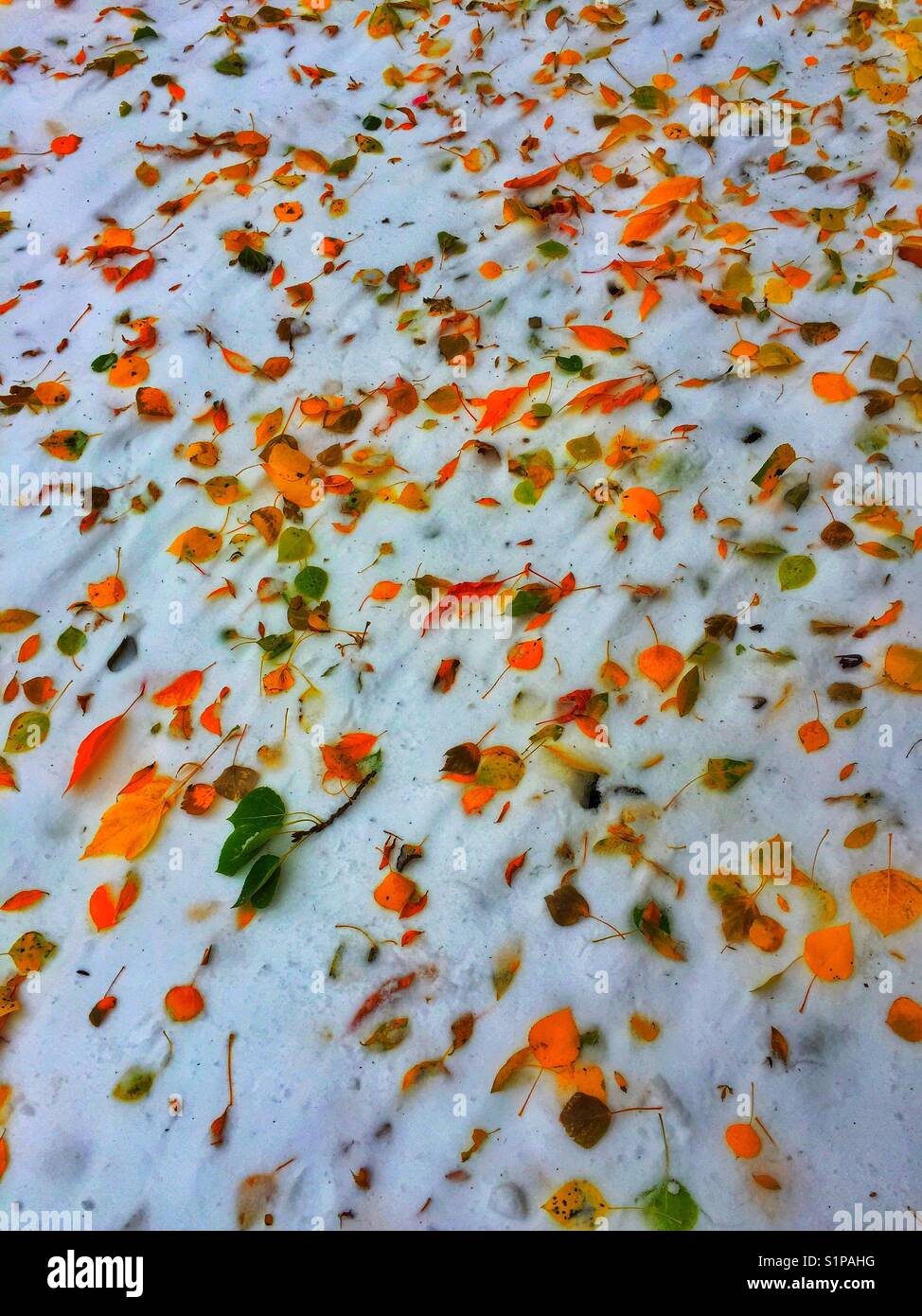 Fallen leaves on freshly fallen snow Stock Photo - Alamy