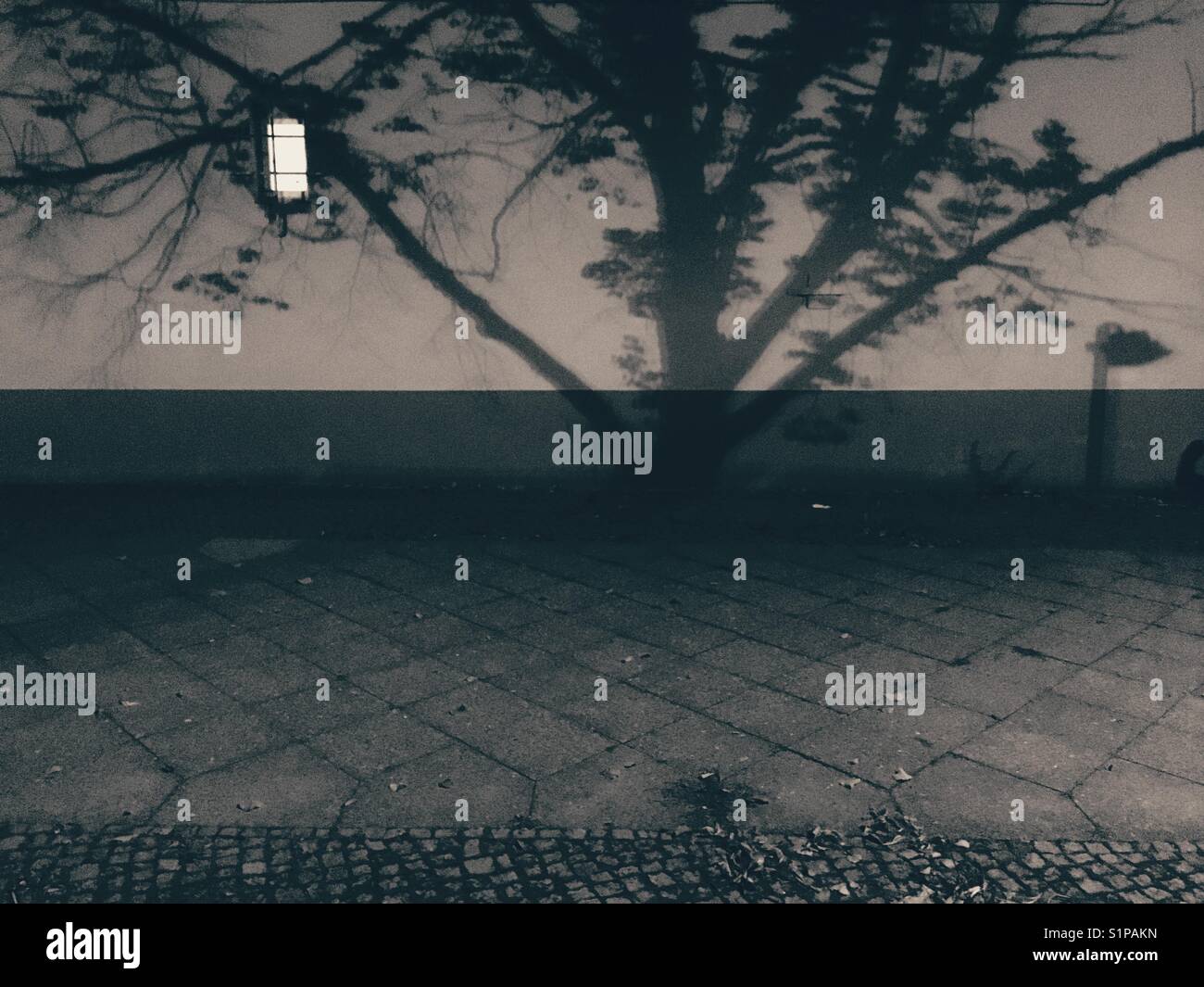 Shadow of a tree in the city at night Stock Photo - Alamy