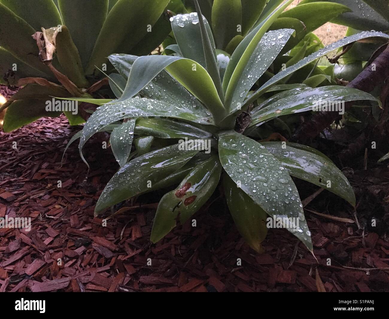 Plant in rain hi-res stock photography and images - Alamy