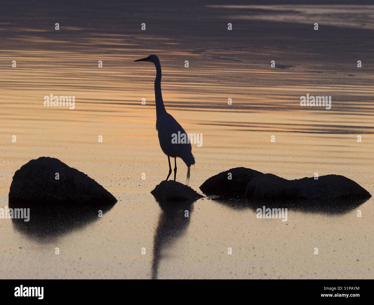 Crane bird california hi-res stock photography and images - Alamy