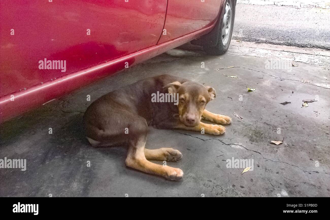 Maroon dog hi-res stock photography and images - Alamy