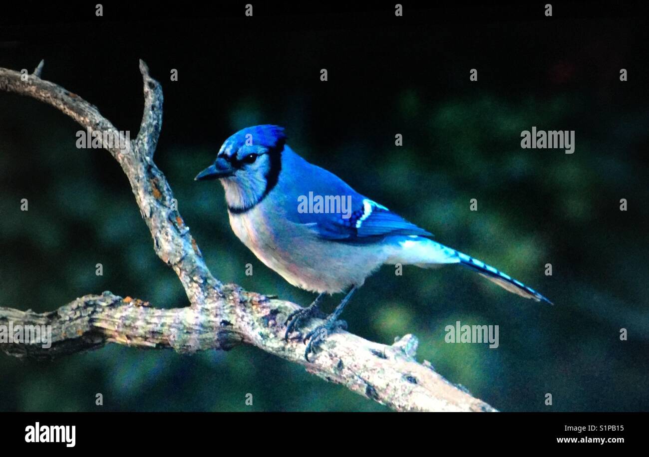 Birds of North America, Blue jay, Cyanocitta cristata . Blue bird ...