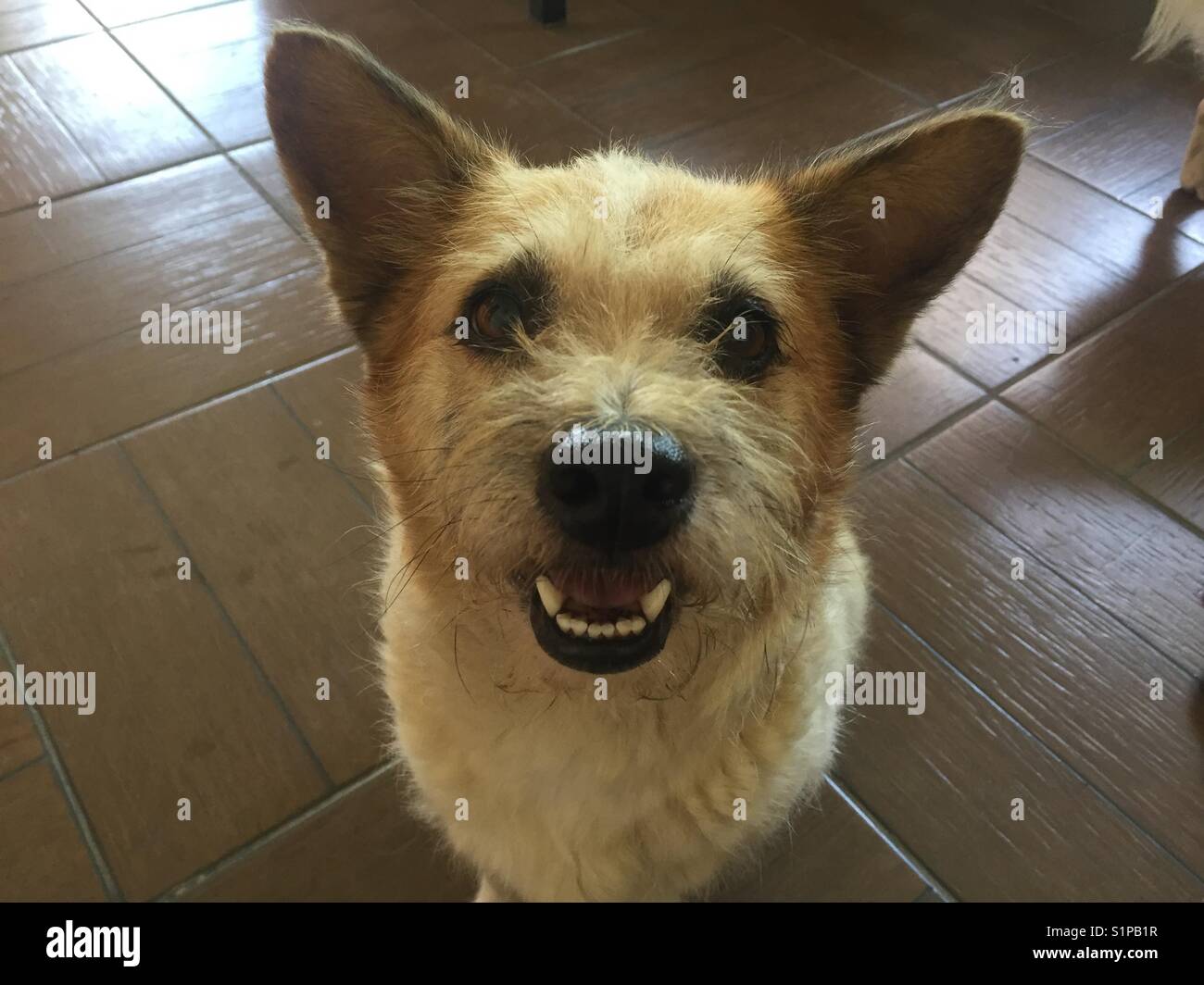 Photogenic dog hi-res stock photography and images - Alamy