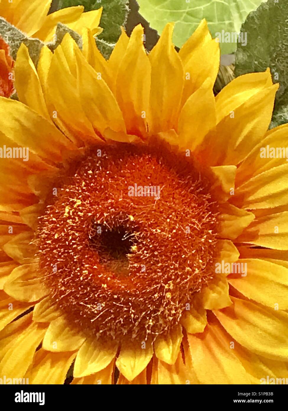 Vertical view of sunflower hi-res stock photography and images - Alamy
