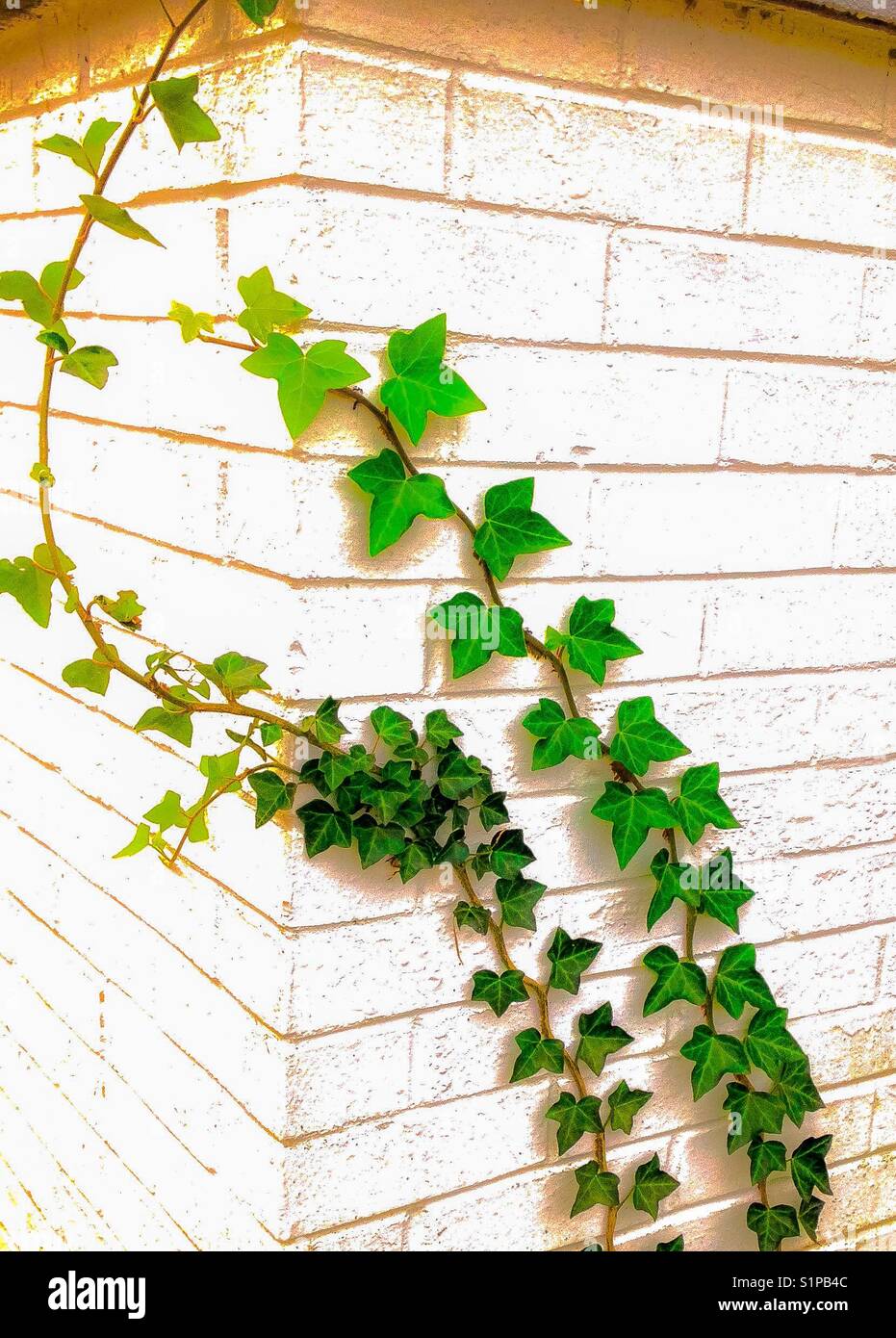 Growing ivy up the pillar Stock Photo - Alamy